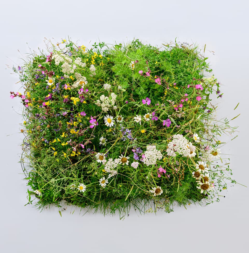 Wildflower Turf - Wildflower Co